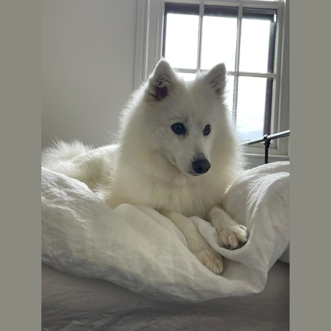 Bella - Small Male Japanese Spitz Dog in VIC - PetRescue