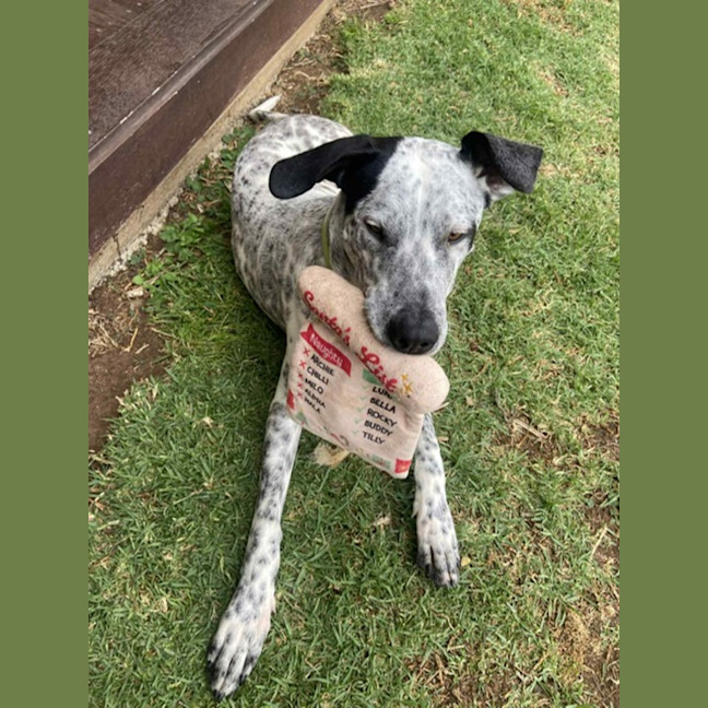 Trident - Large Male Pointer Mix Dog in VIC - PetRescue