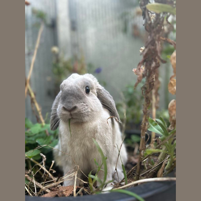Kingsley - Male Lop Eared Rabbit in VIC - PetRescue
