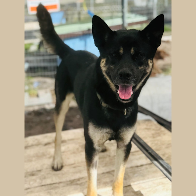 Bear - Medium Male Siberian Husky x Australian Kelpie Mix Dog in NSW ...