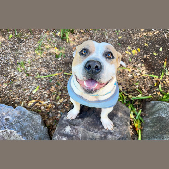 Babe - Medium Female American Staffordshire Terrier Mix Dog in NSW - PetRescue