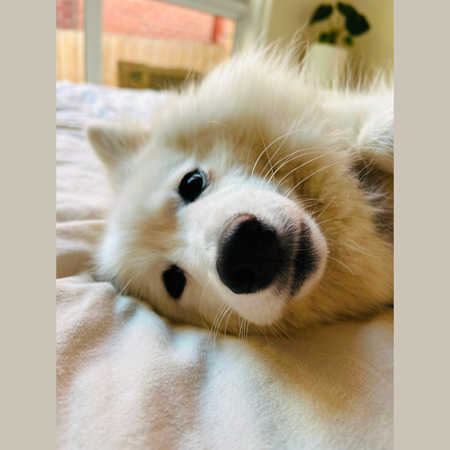 Dot - Small Female Japanese Spitz Dog in VIC - PetRescue