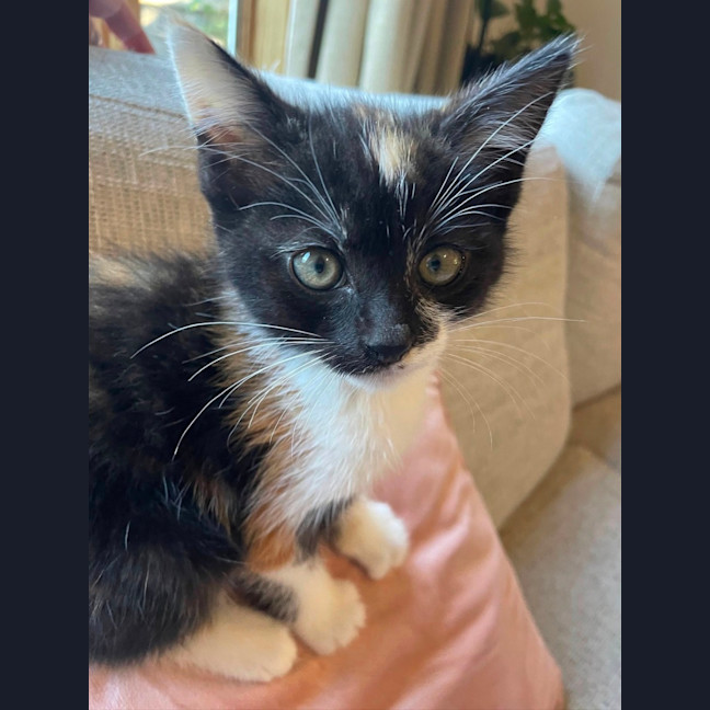 Vegemite + Marmite - Female Domestic Short Hair (DSH) Cat in VIC ...