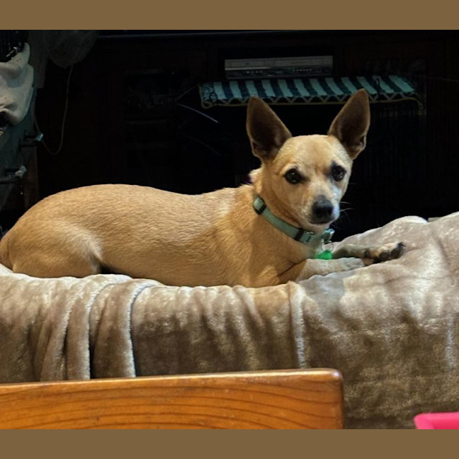 Ralphie - Small Male Chihuahua x Miniature Fox Terrier Mix Dog in QLD ...