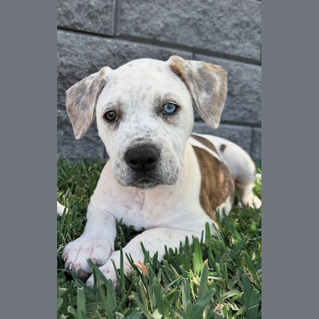 Tiffany - Large Female Bull Arab x Mastiff Dog in QLD - PetRescue