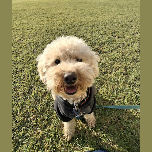 Cunard - Small Male Poodle (Toy) x Maltese Mix Dog in VIC - PetRescue