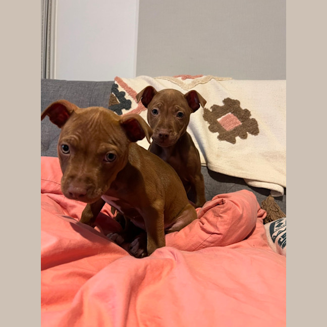 Hurley - Medium Male American Staffordshire Terrier Dog in VIC - PetRescue