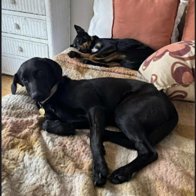 Jasari - Large Female Labrador Retriever x Pointer Mix Dog in VIC ...