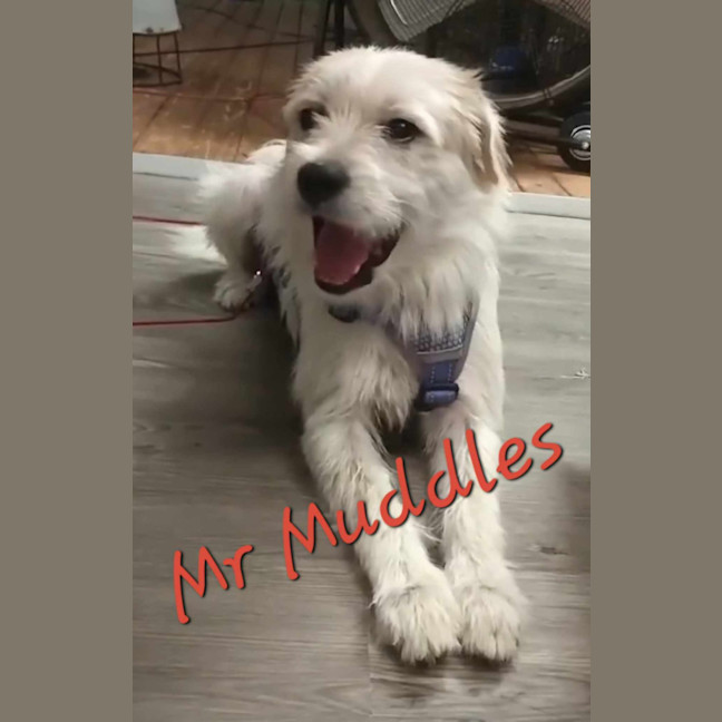 Messiah Muddle - Small Male Australian Silky Terrier Mix Dog in QLD ...