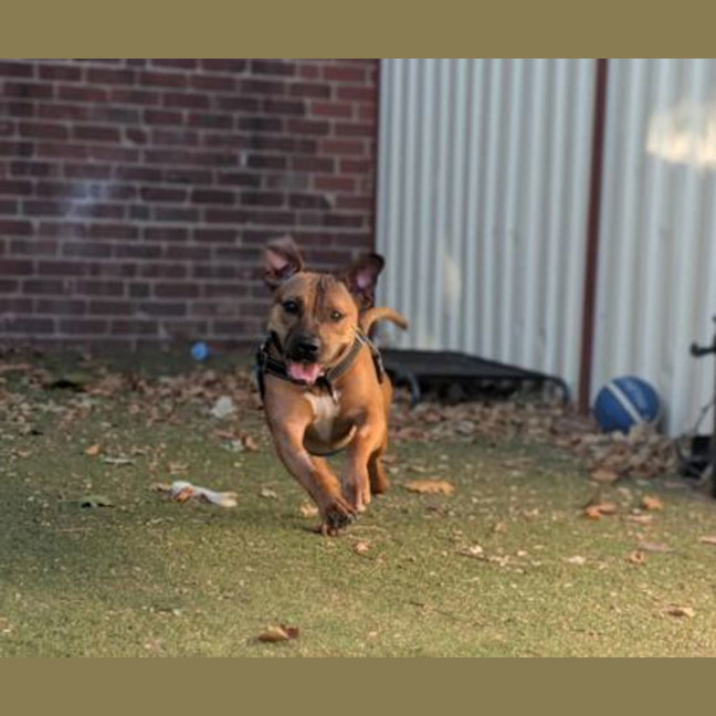 Winnie - Medium Female Staffy Mix Dog in VIC - PetRescue
