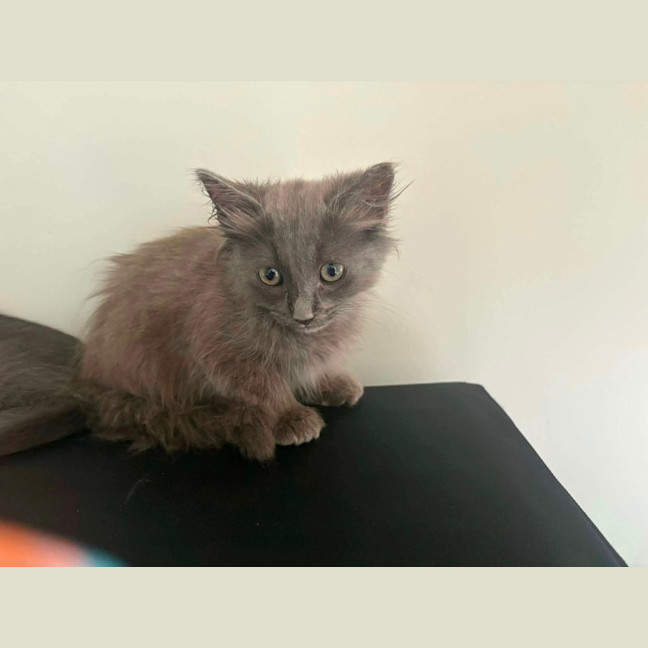 Stormy - Male Domestic Medium Hair (DMH) Cat in QLD - PetRescue