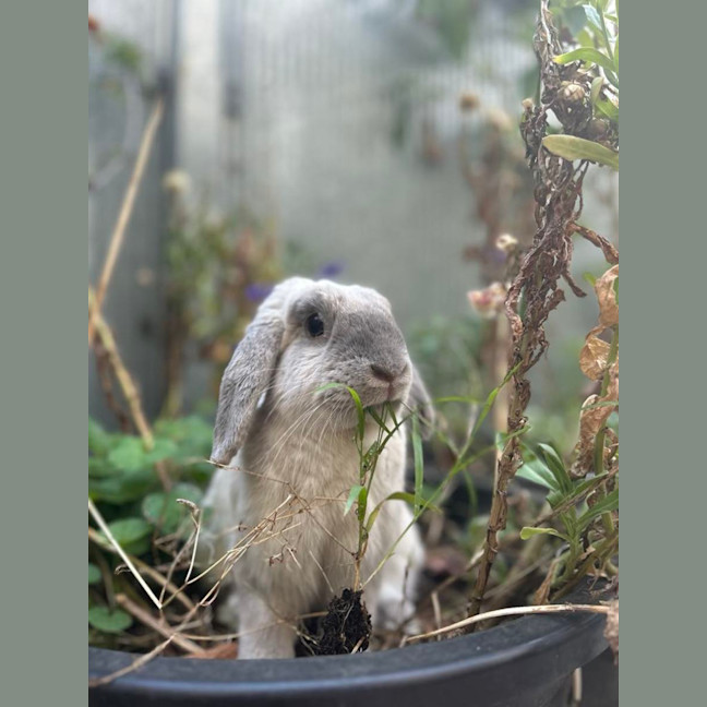 Kingsley - Male Lop Eared Rabbit in VIC - PetRescue