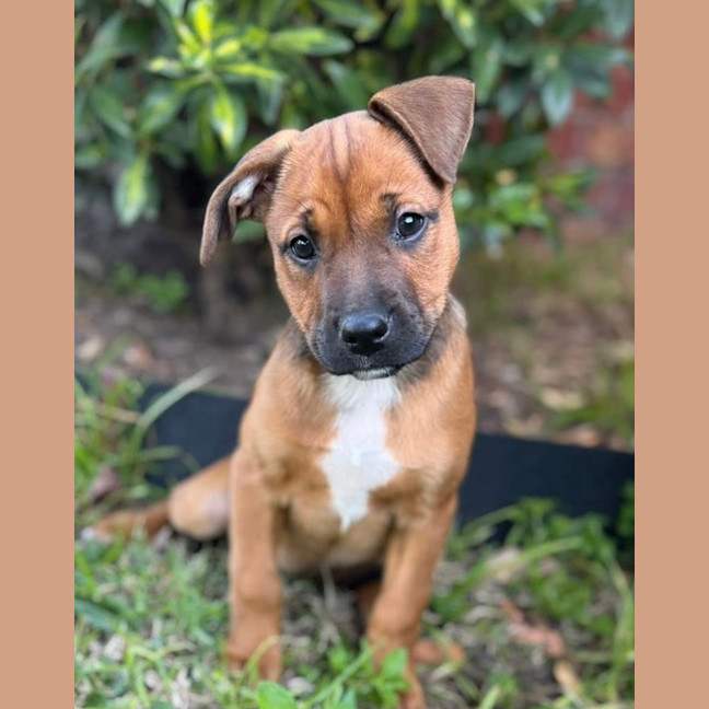 Pineapple - Medium Female American Staffordshire Terrier Mix Dog in VIC - PetRescue