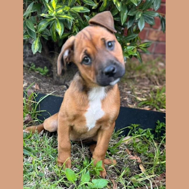 Pineapple - Medium Female American Staffordshire Terrier Mix Dog in VIC - PetRescue