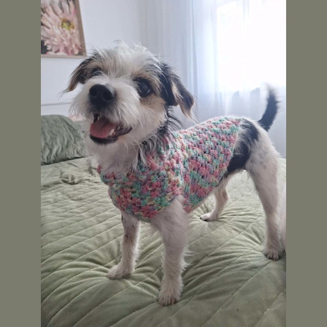 Tess and Miley - Small Female Jack Russell Terrier Mix Dog in NSW ...