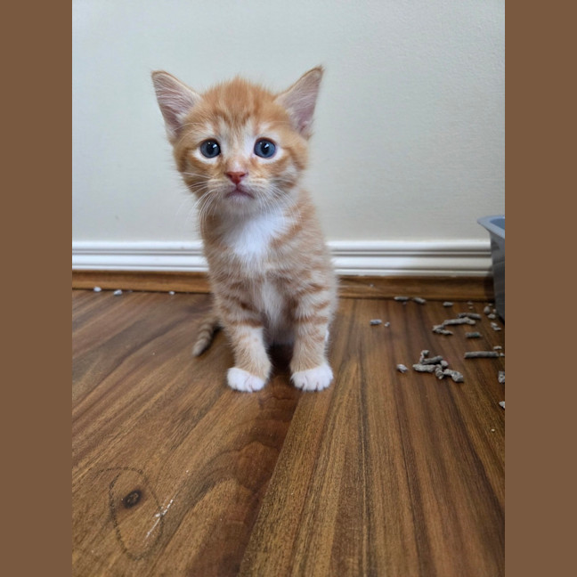 Tiger - Male Domestic Short Hair (DSH) Cat in VIC - PetRescue