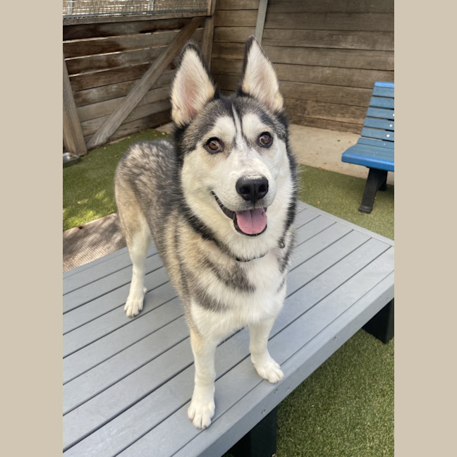 Bert - Large Male Siberian Husky Dog in VIC - PetRescue