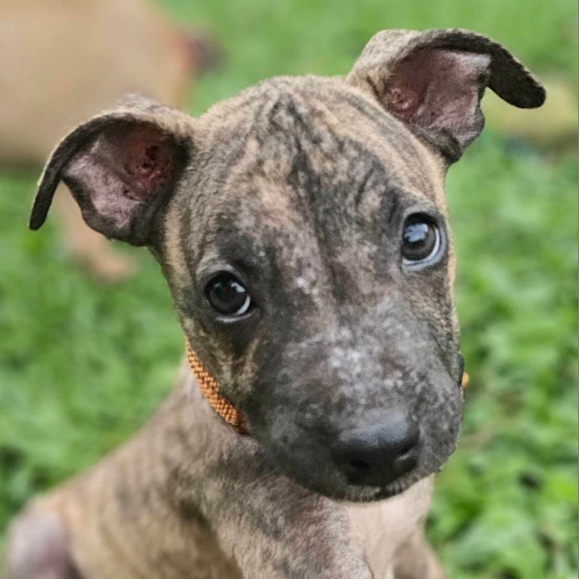 Ryder - Medium Male American Staffordshire Terrier Mix Dog in QLD - PetRescue