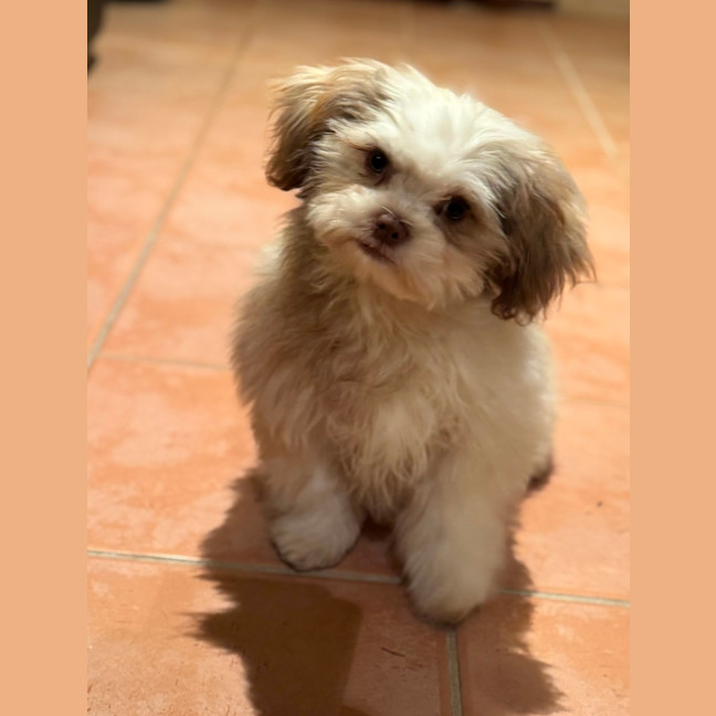 Cruskit - Small Male Shih Tzu Dog in VIC - PetRescue
