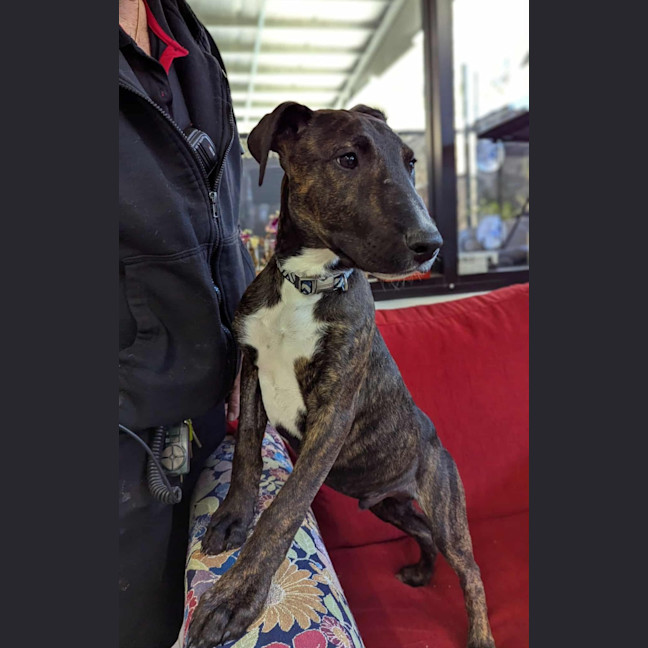 Chapo - Medium Male Bull Terrier x Bull Arab Mix Dog in NSW - PetRescue