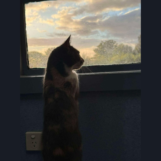 Faerie Princess - In foster care in Ashburton - Female Domestic Medium ...