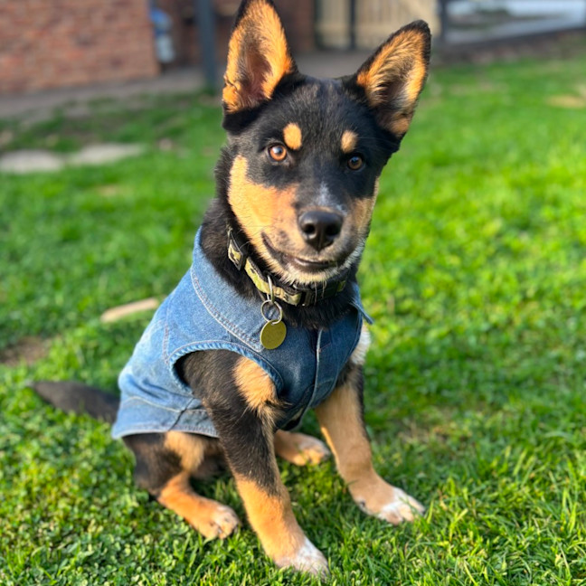 Fanza - Large Male Australian Kelpie x Alaskan Husky Mix Dog in VIC ...