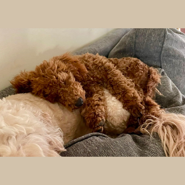 Rhett - Small Male Poodle (Toy) Mix Dog in VIC - PetRescue