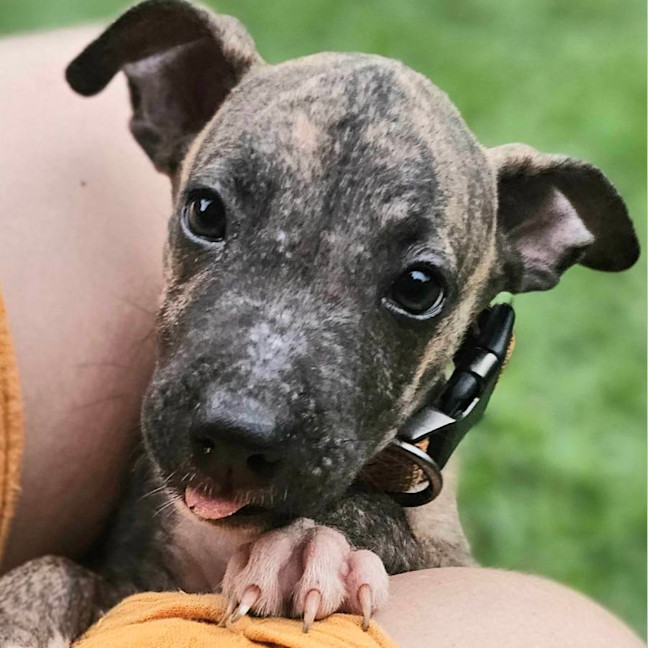 Ryder - Medium Male American Staffordshire Terrier Mix Dog in QLD - PetRescue