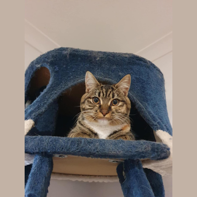 Evie - Female Domestic Short Hair (DSH) Cat in VIC - PetRescue