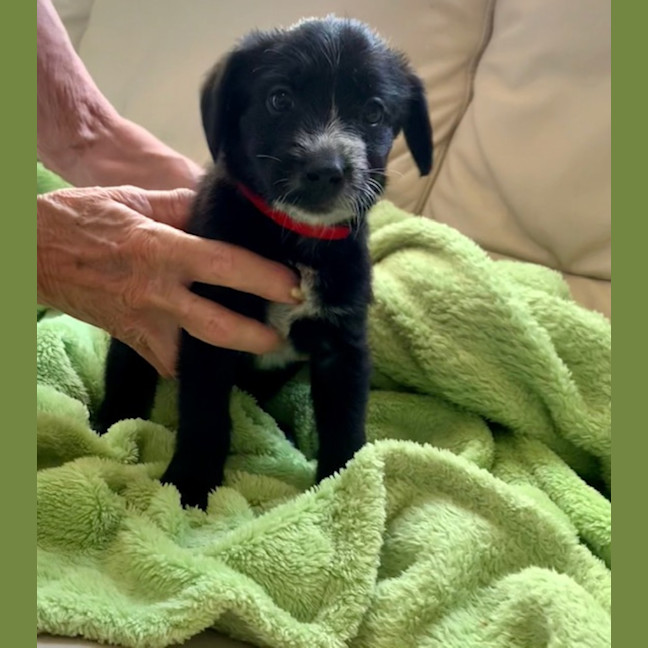 Tina - Medium Female Poodle x Australian Cattle Dog Mix Dog in NSW - PetRescue