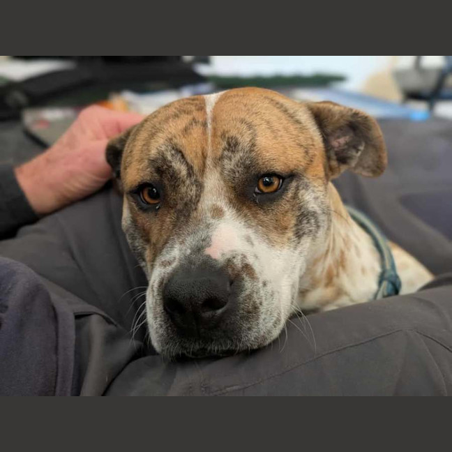 Amber - Medium Female Mixed breed Dog in NSW - PetRescue