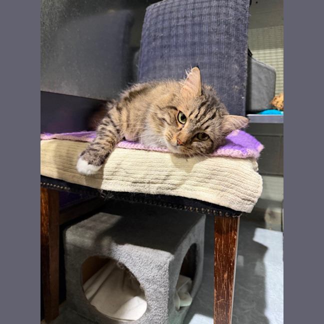 Darius - Male Domestic Long Hair (DLH) Cat in VIC - PetRescue