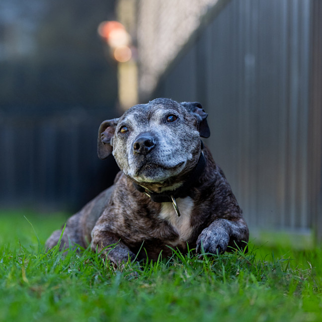 Brandy - Large Female Staffordshire Terrier Mix Dog in NSW - PetRescue
