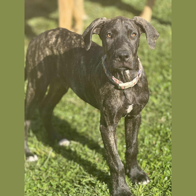 Turk - Large Male Great Dane Mix Dog in QLD - PetRescue