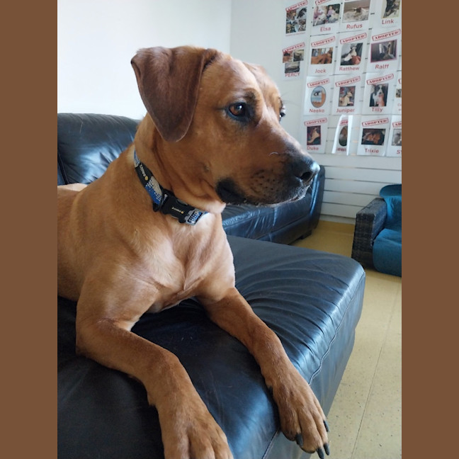 Harley - Large Female Mastiff x Rhodesian Ridgeback Mix Dog in VIC ...