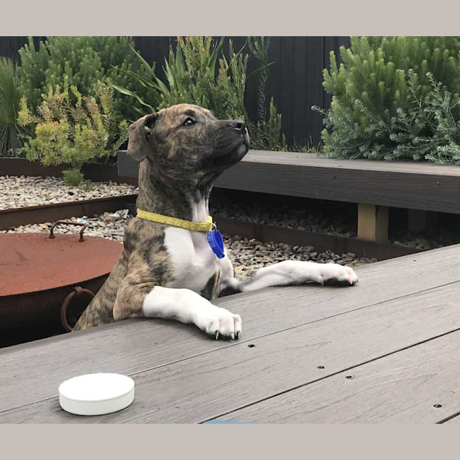 Brooke - 14 Week Old Ridgeback X - Medium Female Rhodesian Ridgeback x ...