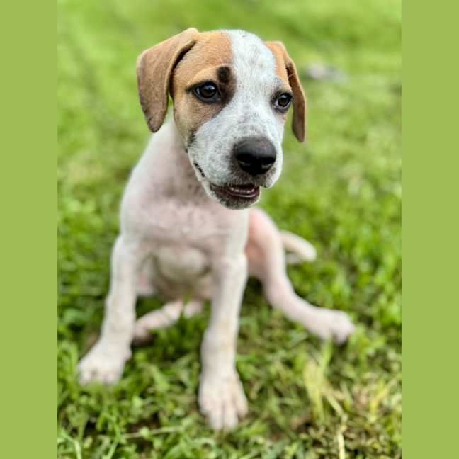 Spot - Medium Female Rhodesian Ridgeback x Mixed breed Mix Dog in QLD ...