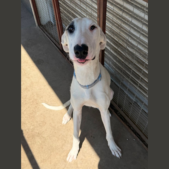 Skitch - Medium Male Staghound Mix Dog in VIC - PetRescue