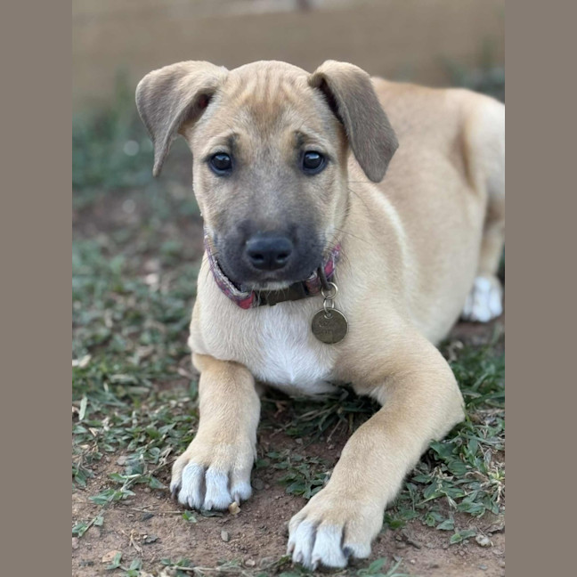 Kaykay - Large Female Great Dane Mix Dog in QLD - PetRescue