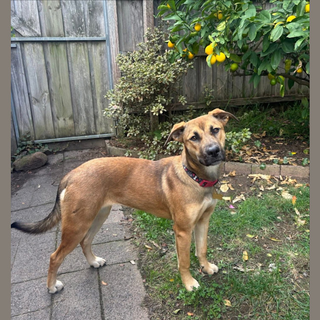 Mataya - Medium Female Rhodesian Ridgeback Mix Dog in VIC - PetRescue