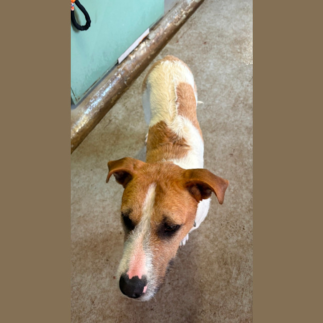 Iggy Pop - Large Male Great Dane x Rhodesian Ridgeback Dog in NSW ...