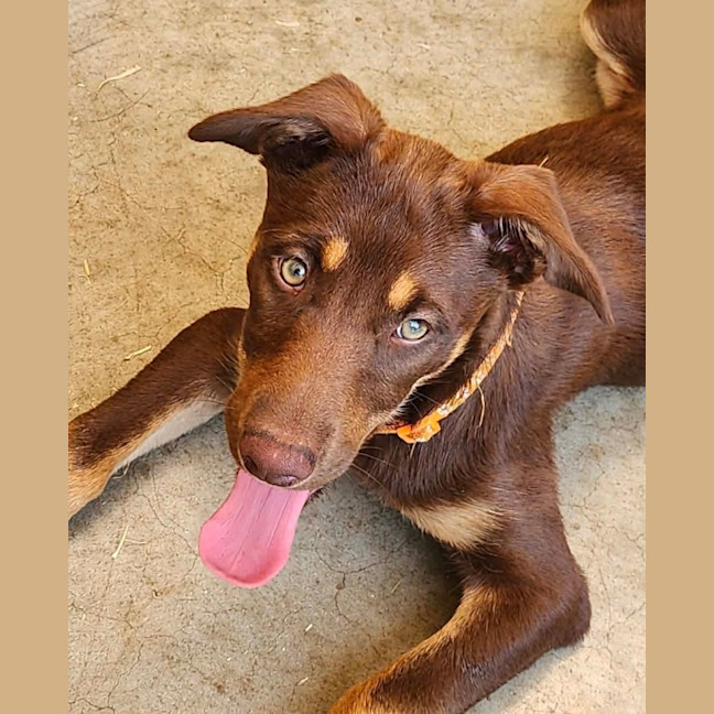 Stella - Medium Female Australian Kelpie Mix Dog in SA - PetRescue