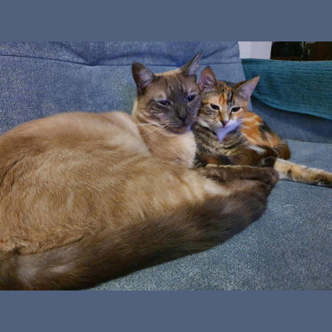 Autumn - Female Ragdoll Mix Cat in QLD - PetRescue