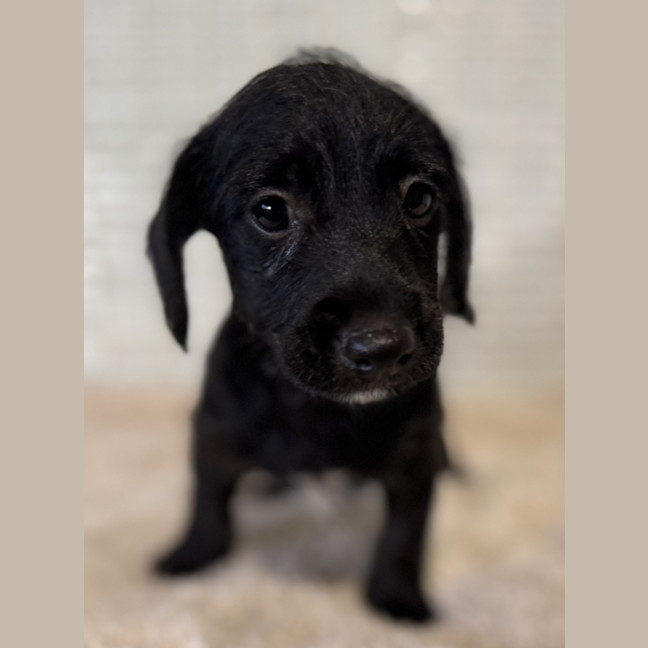 Jonathan - Small Male Poodle (Toy) x Fox Terrier Mix Dog in QLD - PetRescue
