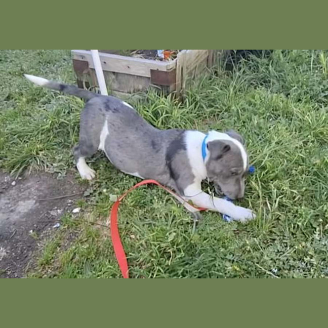 Crumpet - Medium Male Staffordshire Bull Terrier Mix Dog in VIC - PetRescue