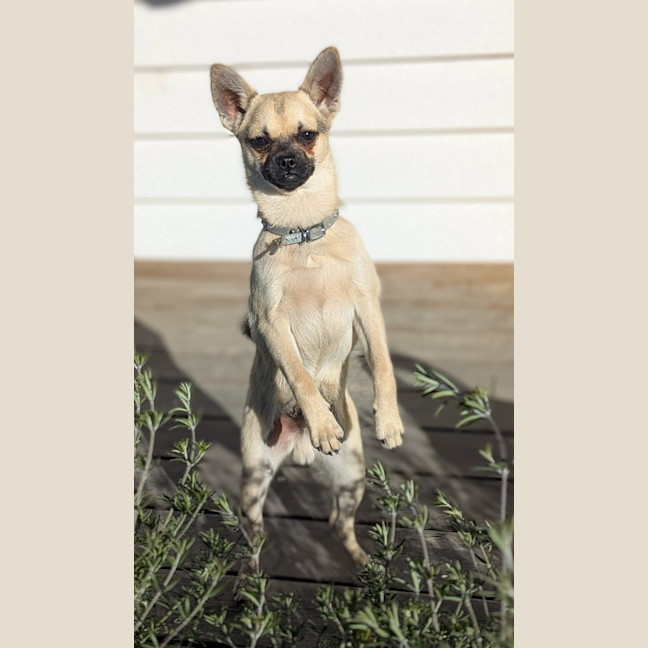 Bug - Small Male Chihuahua x Pug Dog in VIC - PetRescue