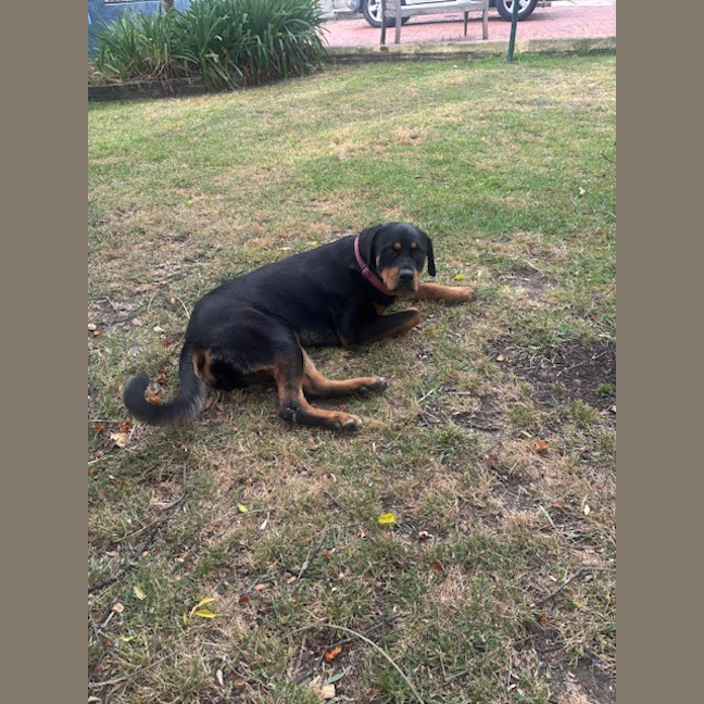 Luna - Large Female Rottweiler Dog in NSW - PetRescue