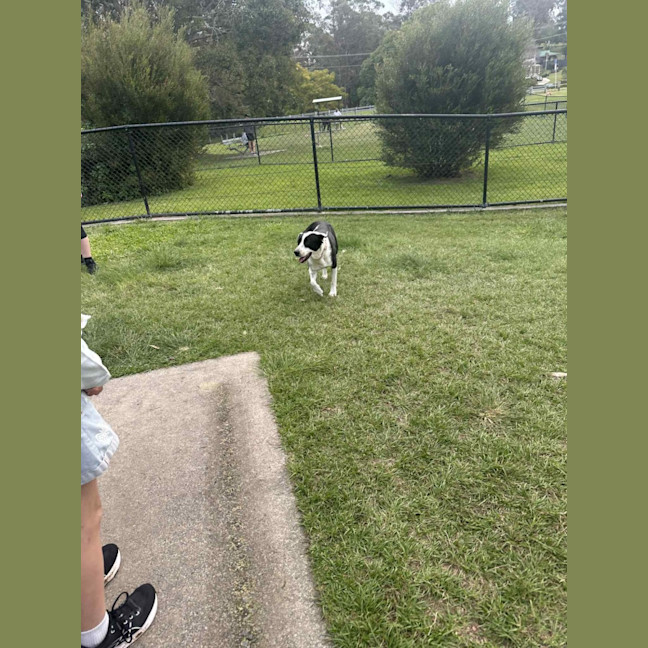 Tilly - Medium Female Border Collie Mix Dog in QLD - PetRescue