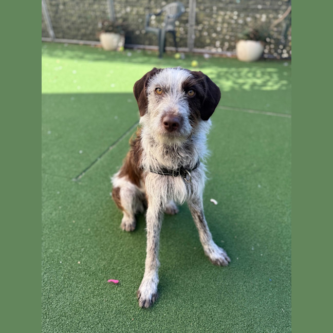 border terrier pointer mix