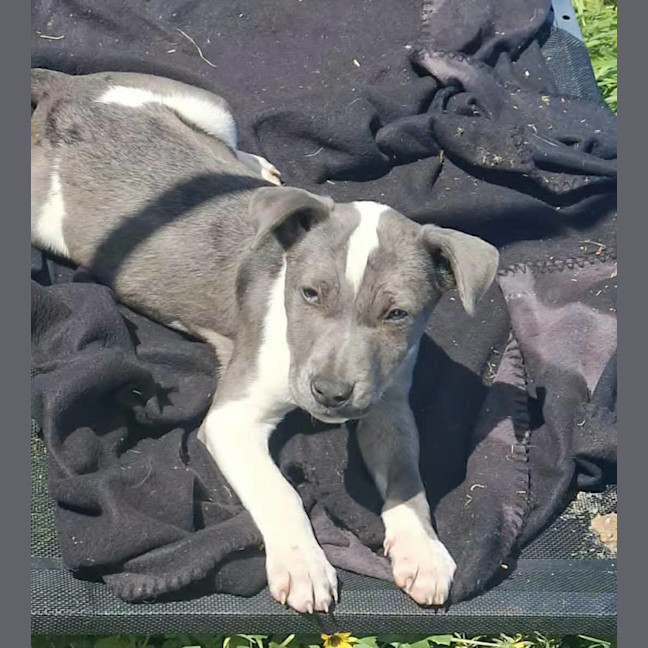 Crumpet - Medium Male Staffordshire Bull Terrier Mix Dog in VIC - PetRescue